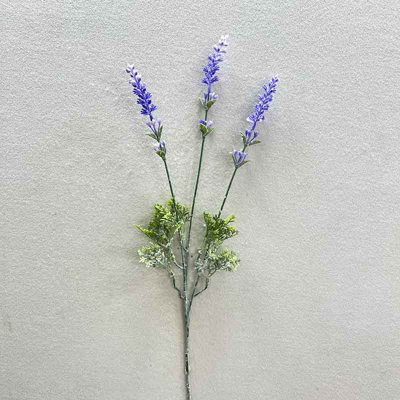 Flores Lavanda Verde A Lavanda (Lavandula) é Uma Planta Conhecida Por